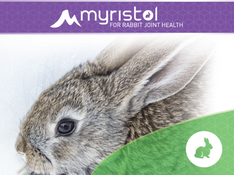 Rabbit Joint Health Supplements - Rabbit Joint Pain | Myristol