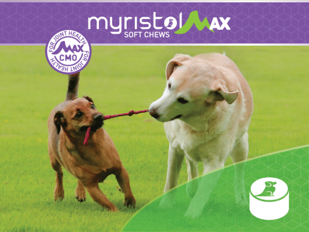Equine Joint Health Supplements - Myristol for Horses | Myristol